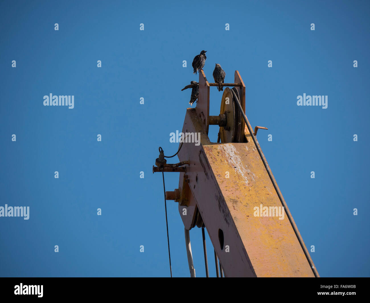 Whitstable harbour birds hi-res stock photography and images - Alamy