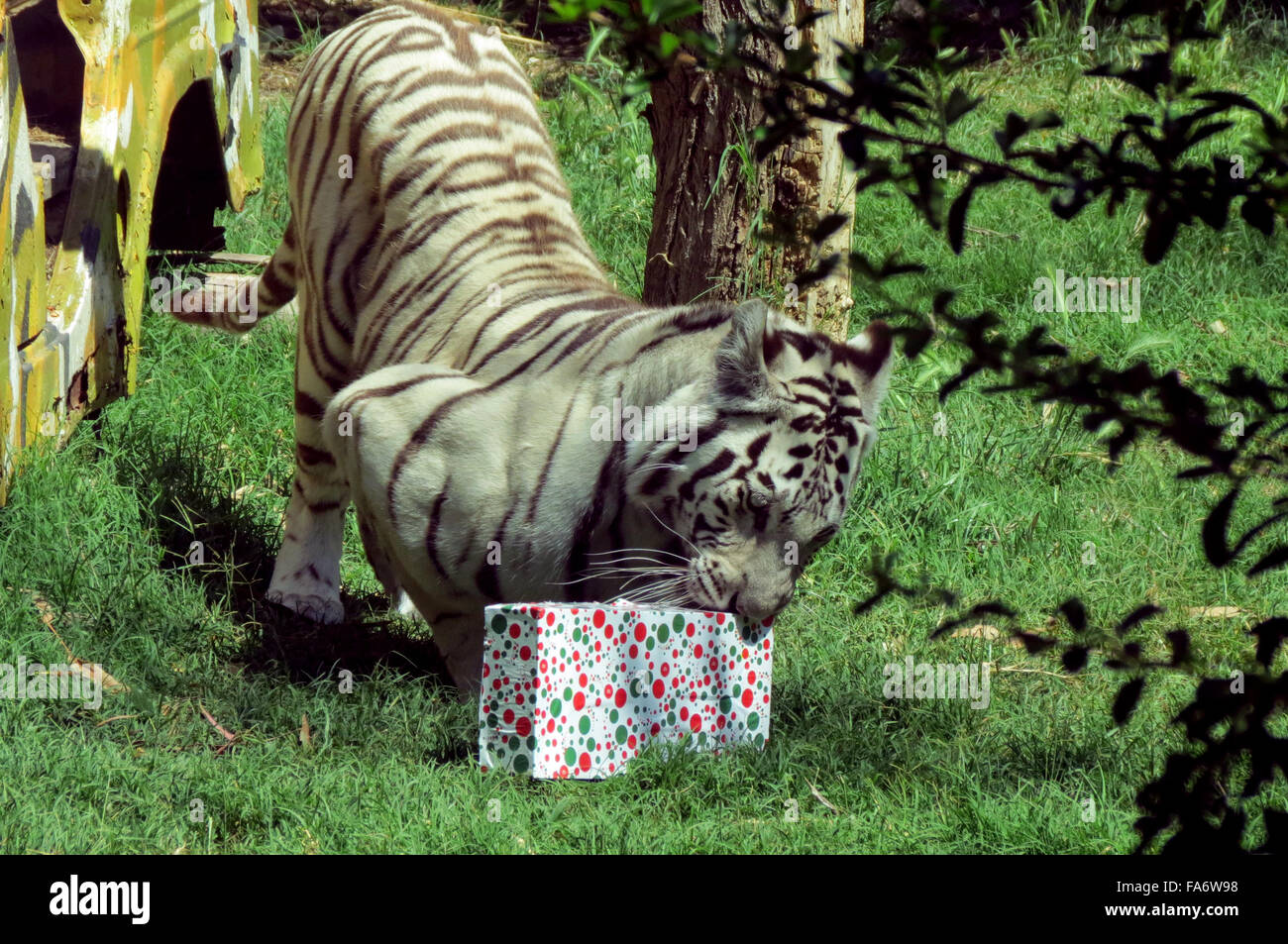 Buin, Chile. 22nd Dec, 2015. Image provided by Buin Park Zoo shows a ...