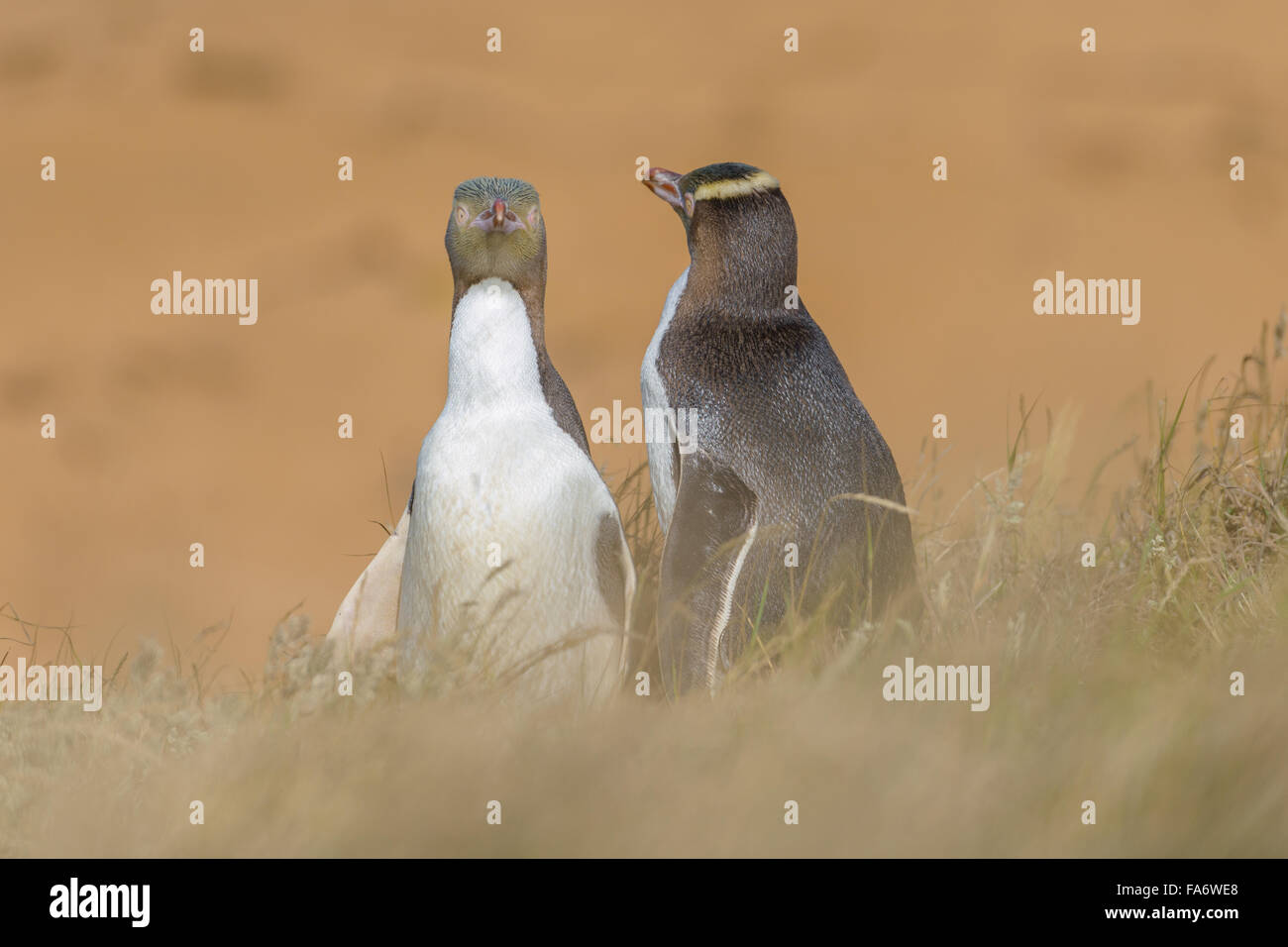 Yellow-Eyed penguins, Katiki Point, New Zealand's South Island Stock ...