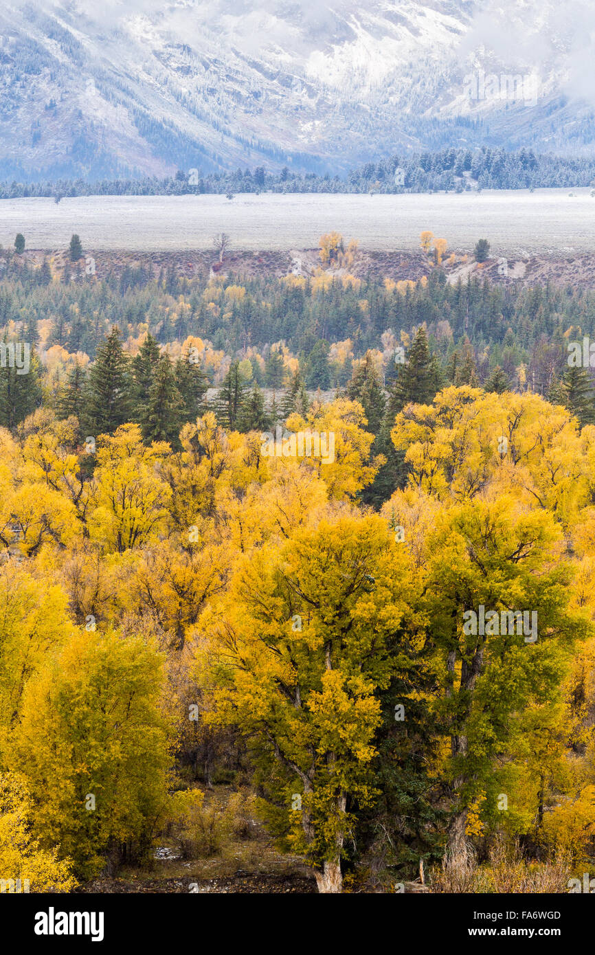 Cottonwood trees in fall color hi-res stock photography and images - Alamy