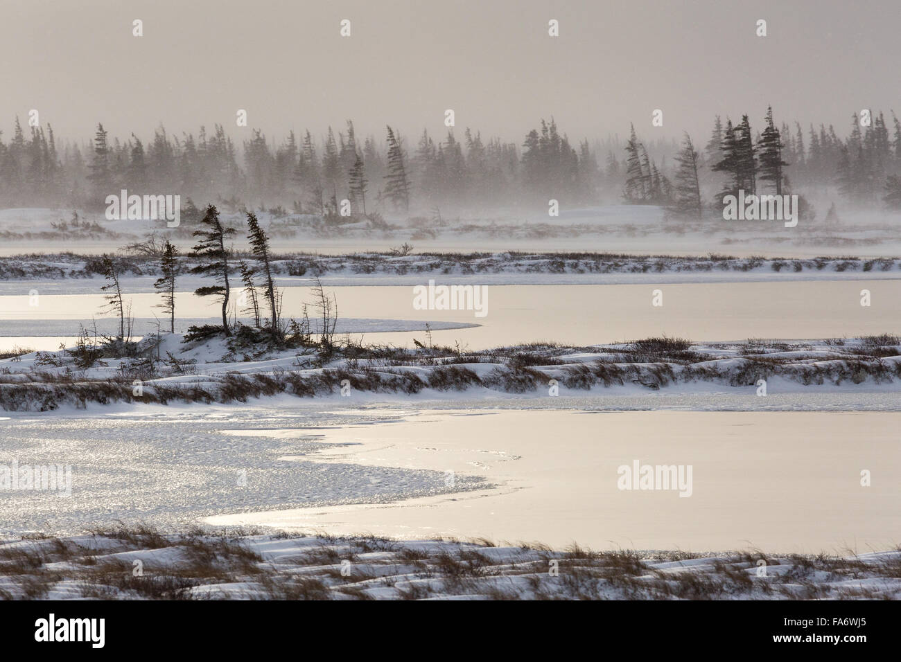 Storm winds blowing trees hi-res stock photography and images - Alamy