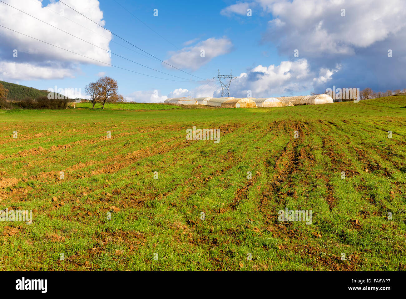 Greenhouses on an empty green field with cloudy background Stock Photo ...