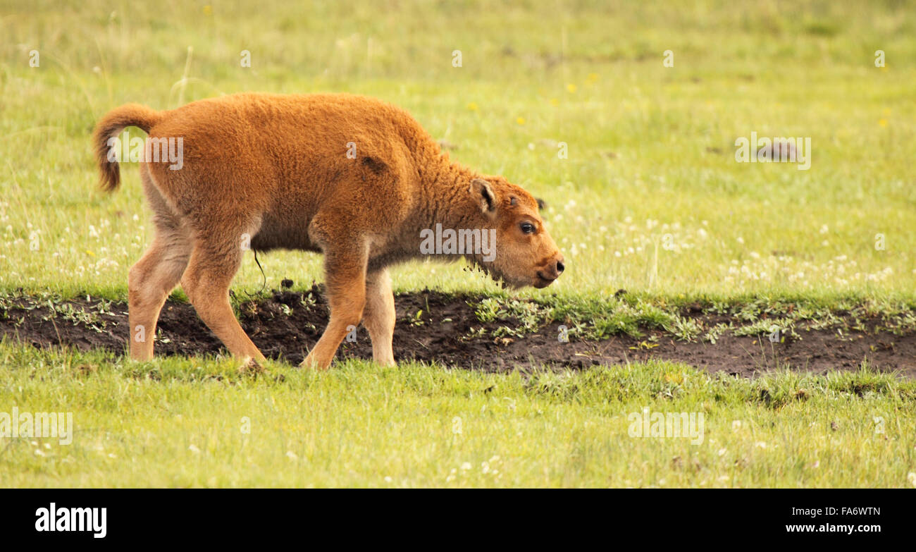 An American Bison calf walking alone Stock Photo - Alamy