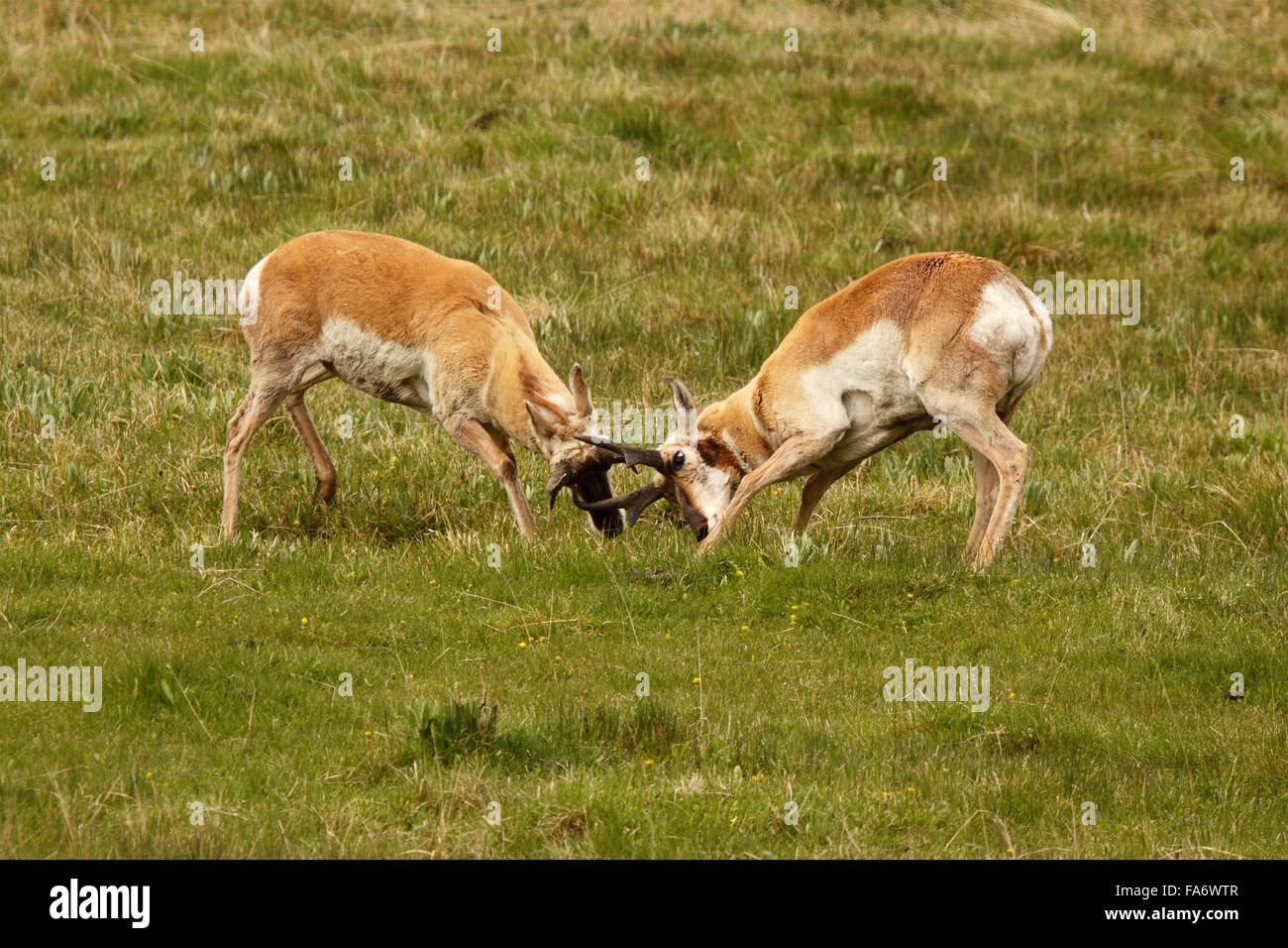 Pronghorn antelope fighting hi-res stock photography and images - Alamy