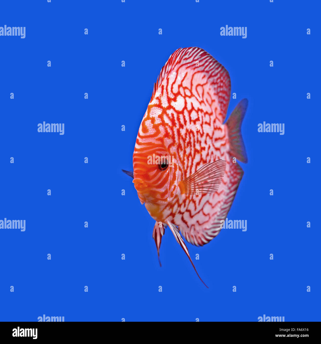 pompadour or symphysodon fish in the aquarium Stock Photo - Alamy