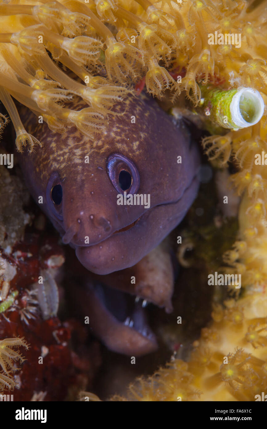 Undulated moray fish hi-res stock photography and images - Alamy