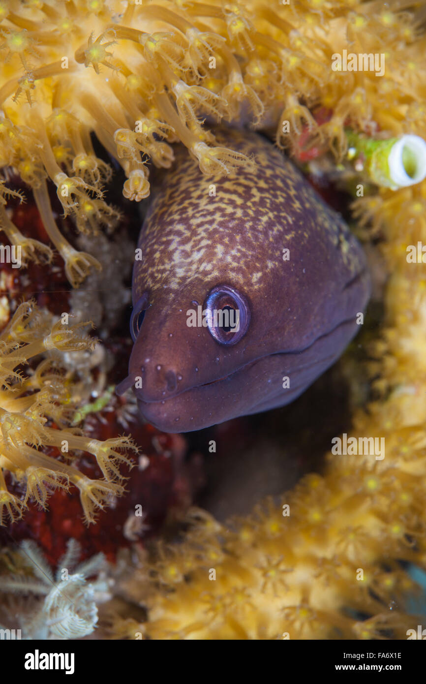 Undulated moray fish hi-res stock photography and images - Alamy