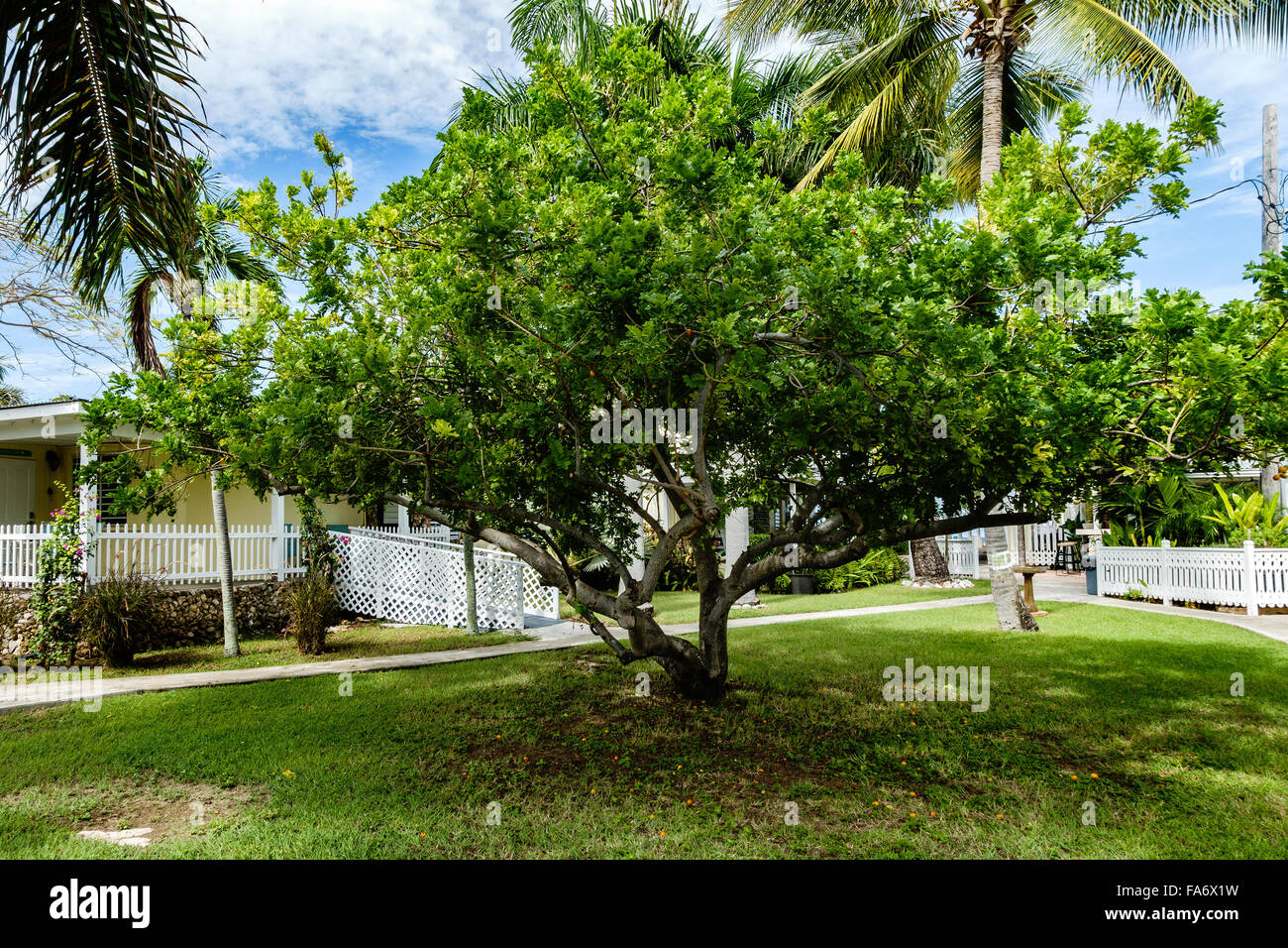 A Hog plum tree, Spondias mombin, also known as a Yellow Mombin ...