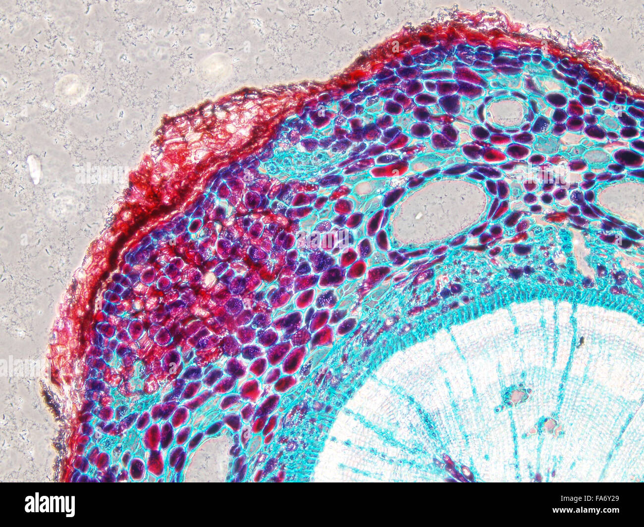 Microscopy images of biological tissue and plant tissue Stock Photo - Alamy
