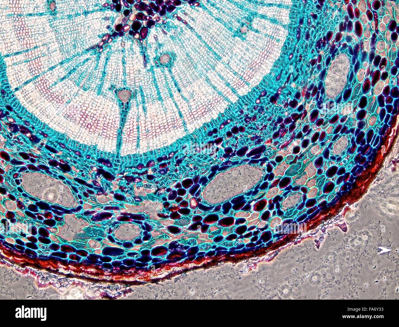 Microscopy images of biological tissue and plant tissue Stock Photo - Alamy