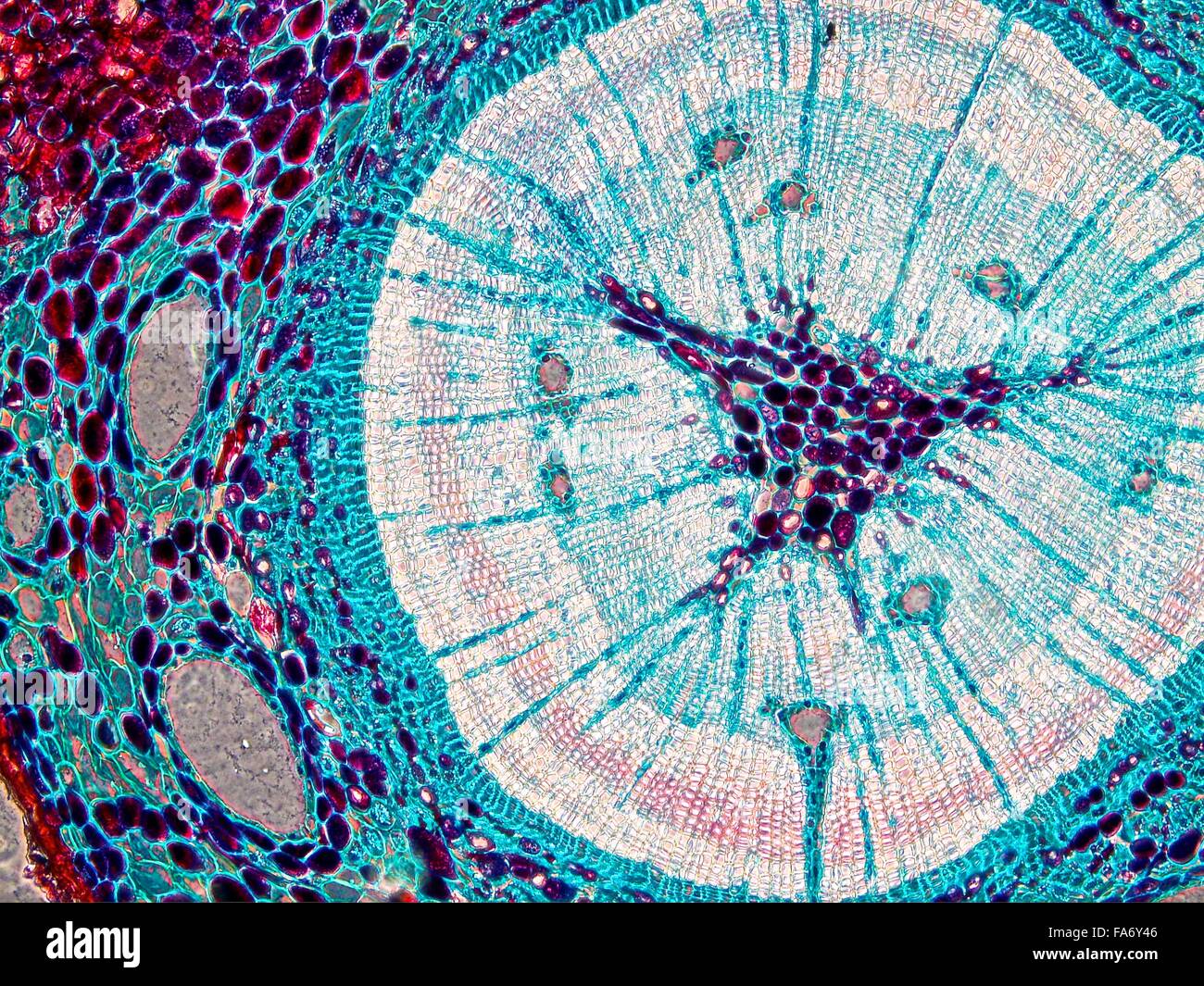 Microscopy images of biological tissue and plant tissue Stock Photo - Alamy