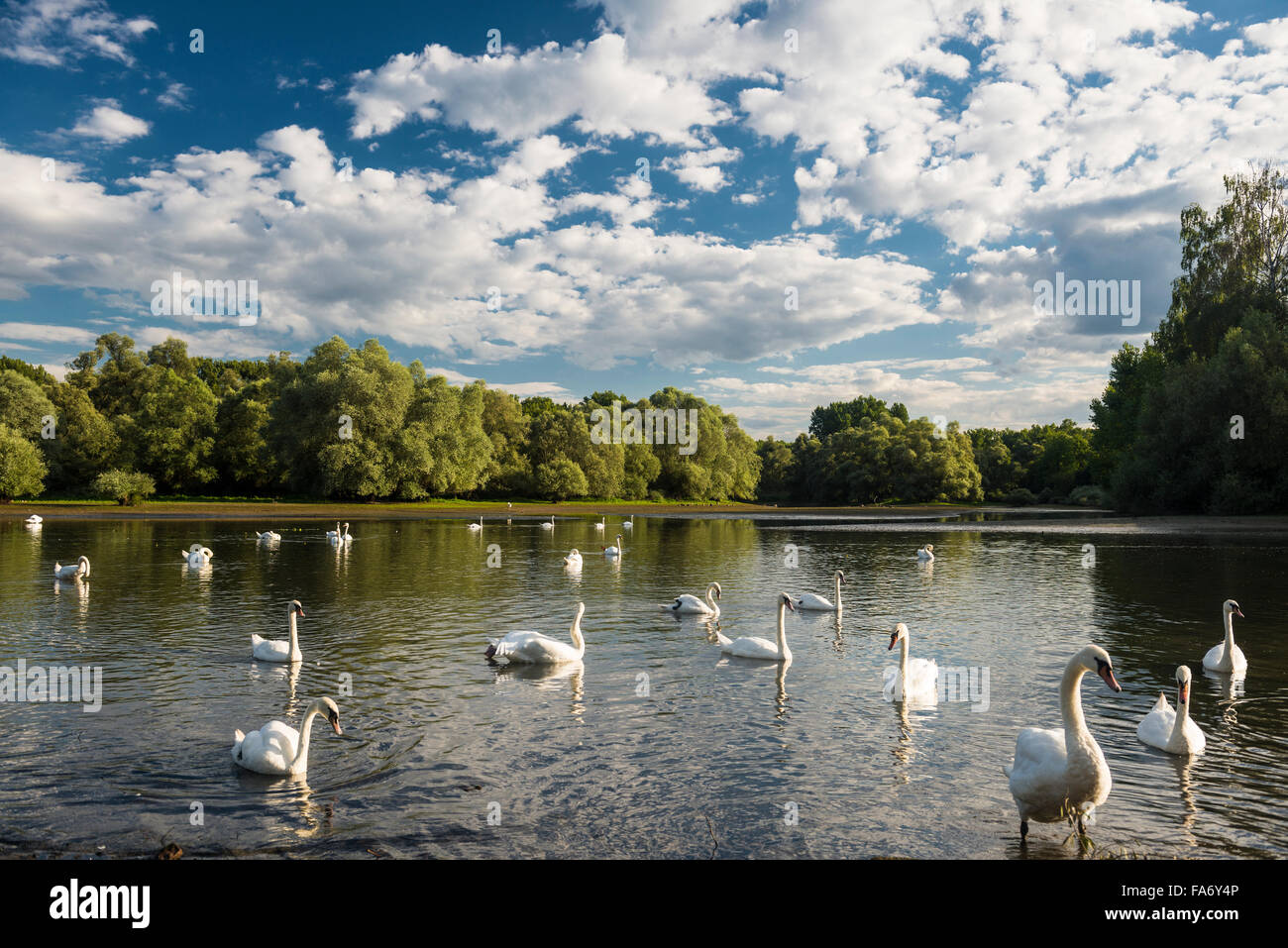 Swans (Cygnus sp.), Delta de la Sauer, nature reserve between ...