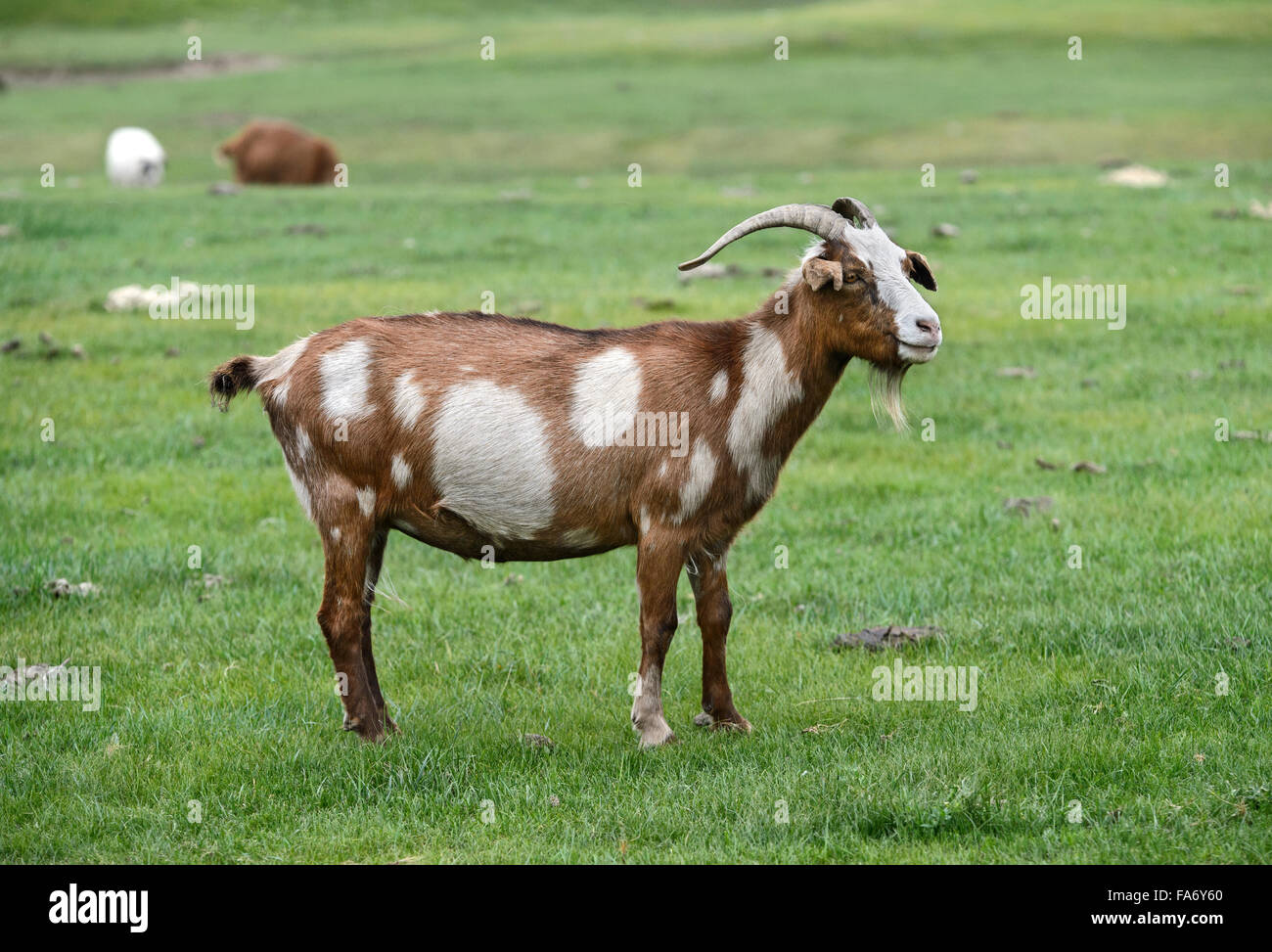 Brown and white goat hi-res stock photography and images - Alamy