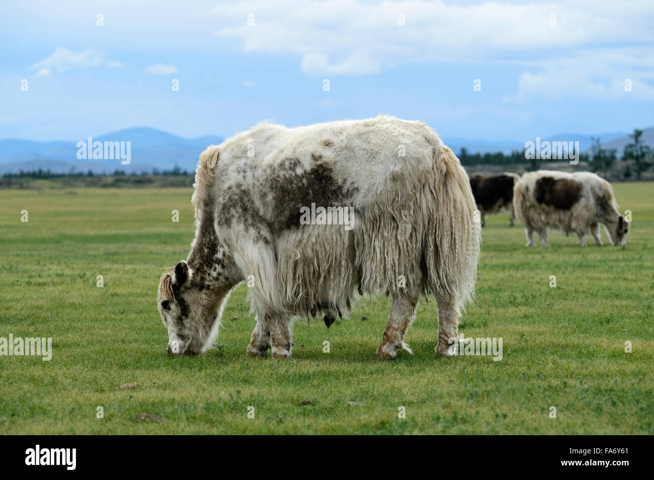 Long haired cattle hi-res stock photography and images - Alamy