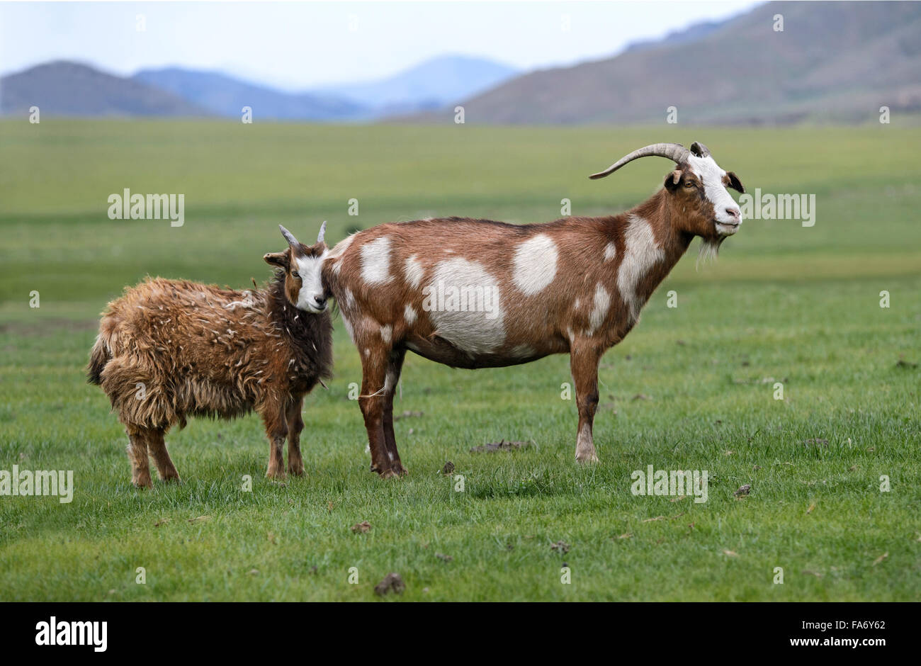 Brown and white goat hi-res stock photography and images - Alamy