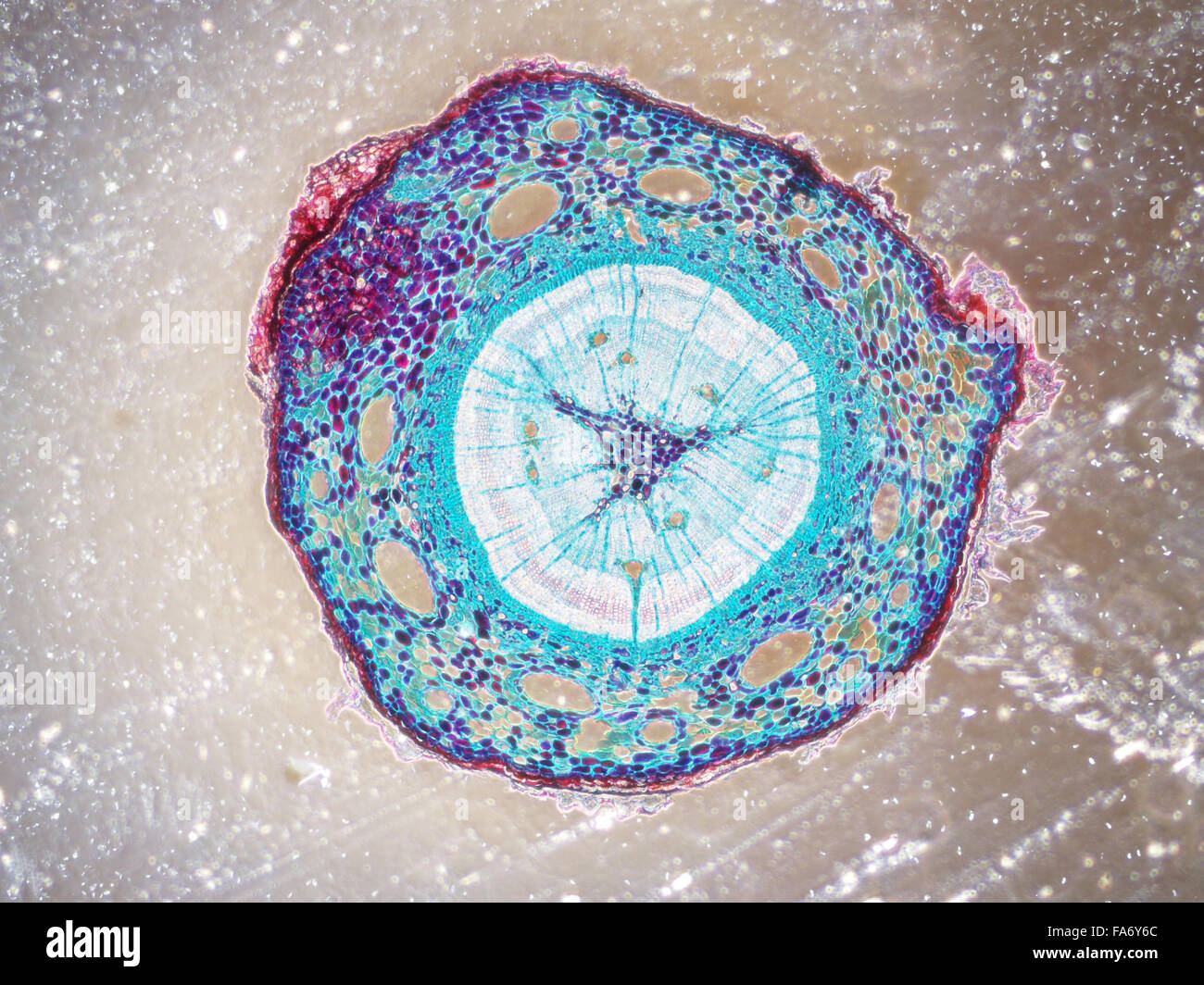 Microscopy images of biological tissue and plant tissue Stock Photo - Alamy