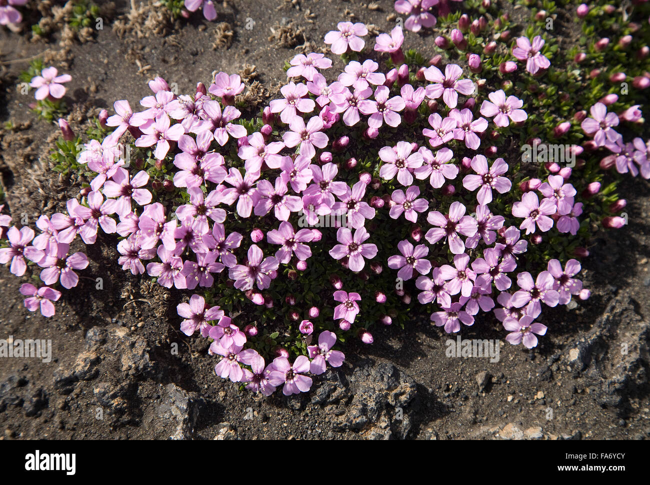 Moss campion or cushion pink (Silene acaulis), Iceland Stock Photo - Alamy