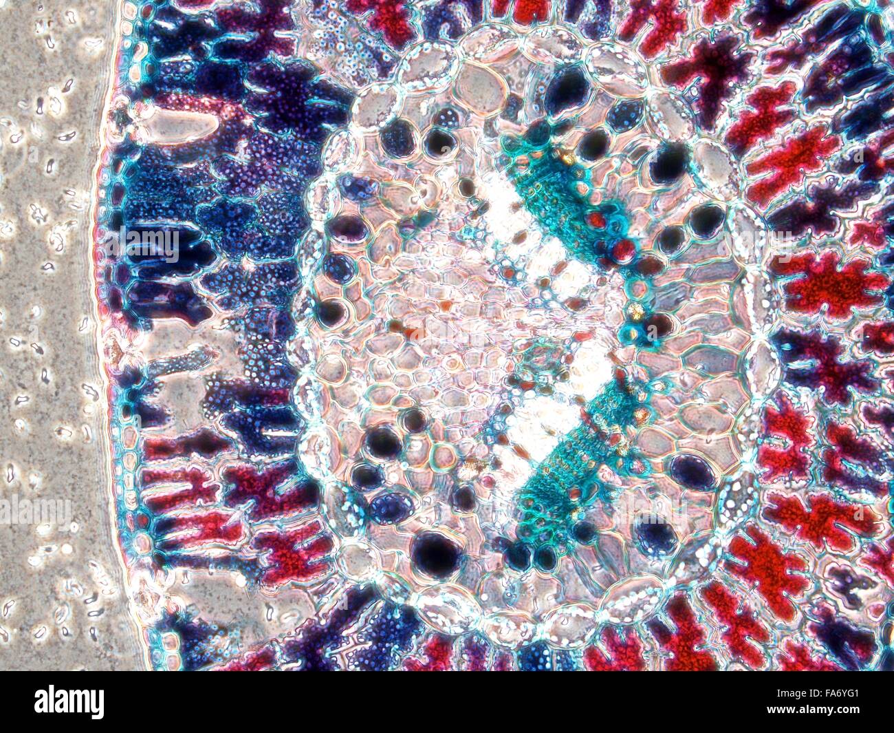 Beauty of Biology under microscopy Stock Photo - Alamy