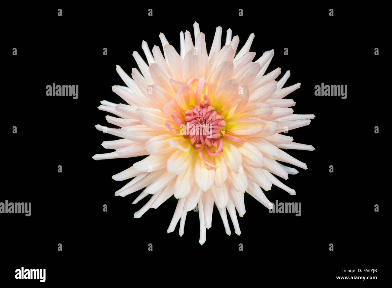 beautiful dahlia flower isolated on black background with rain drops in ...
