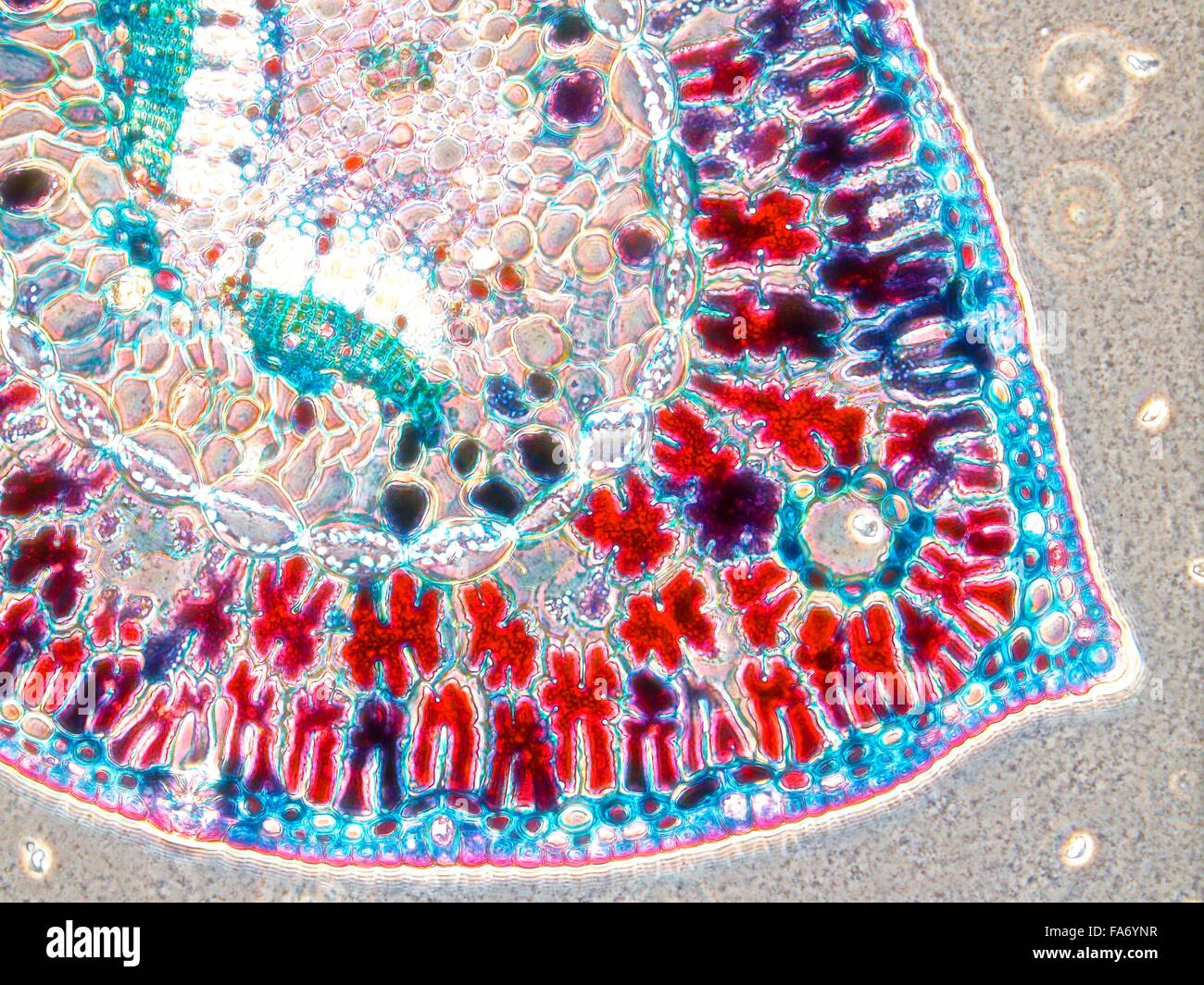 Beauty of Biology under microscopy Stock Photo - Alamy