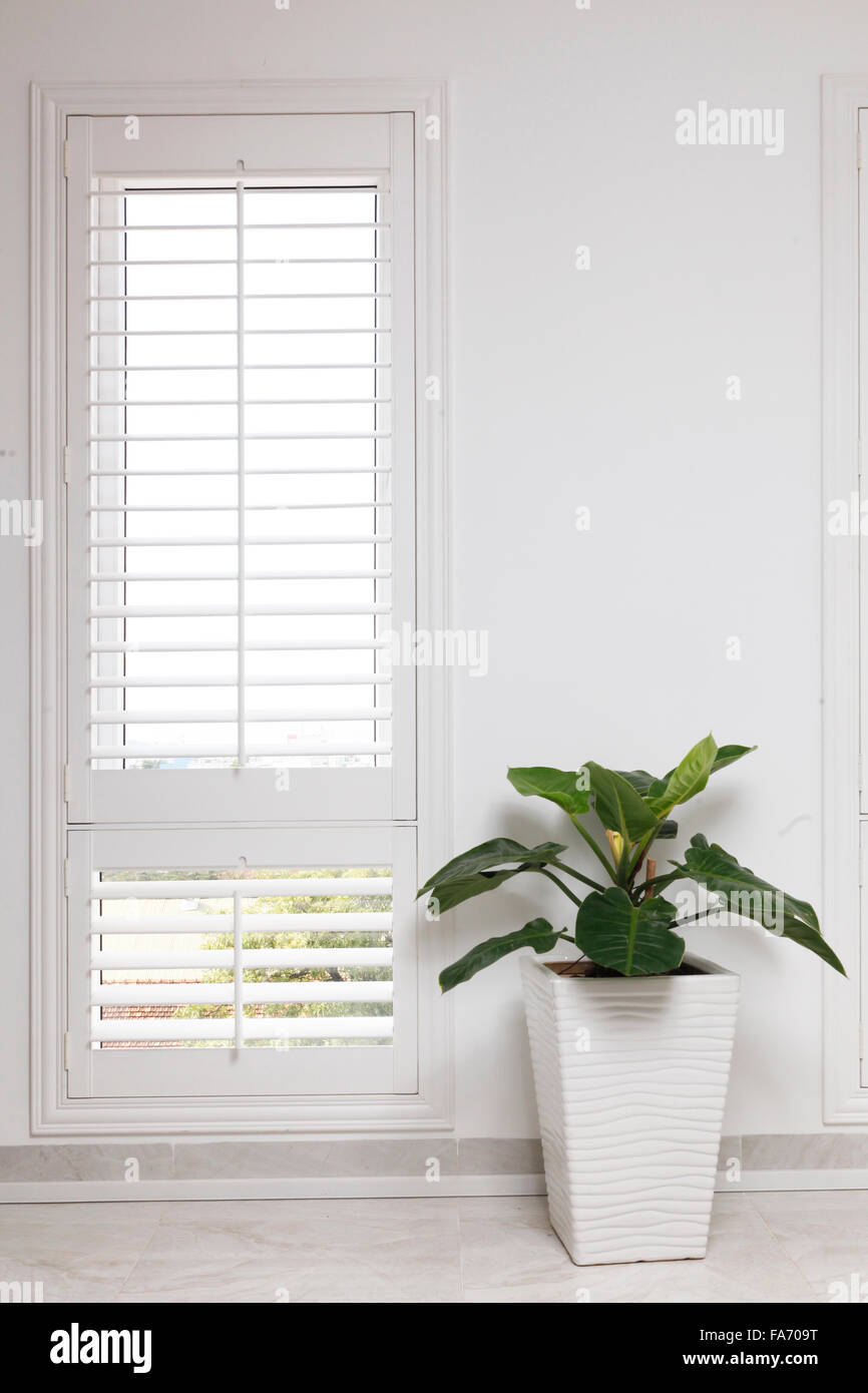 white office wall, window and green tree Stock Photo - Alamy