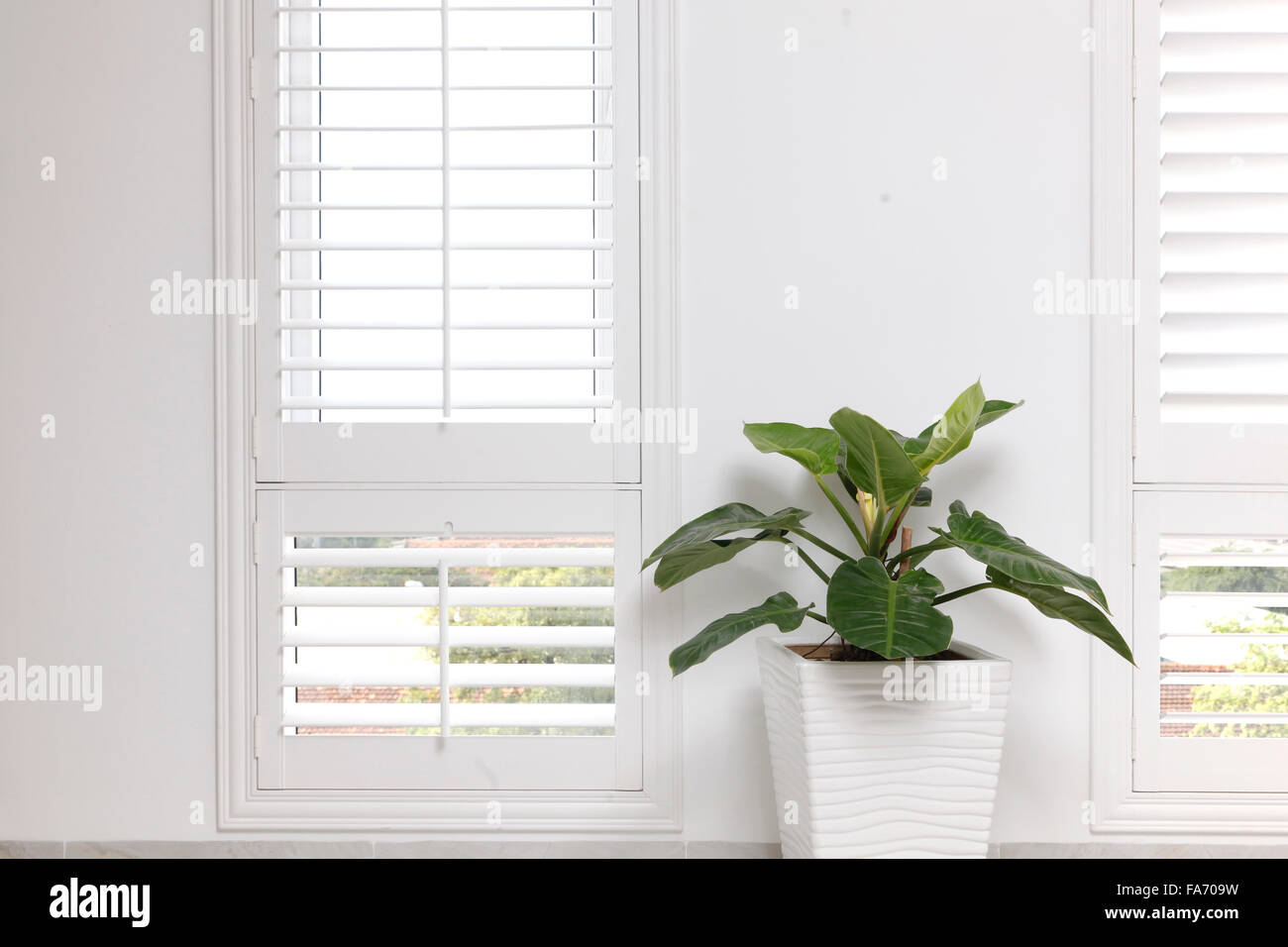 white office wall, window and green tree Stock Photo - Alamy