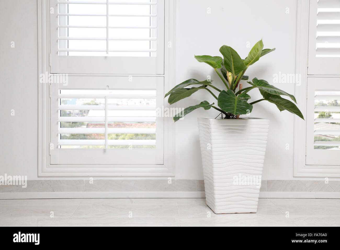 white office wall, window and green tree Stock Photo - Alamy