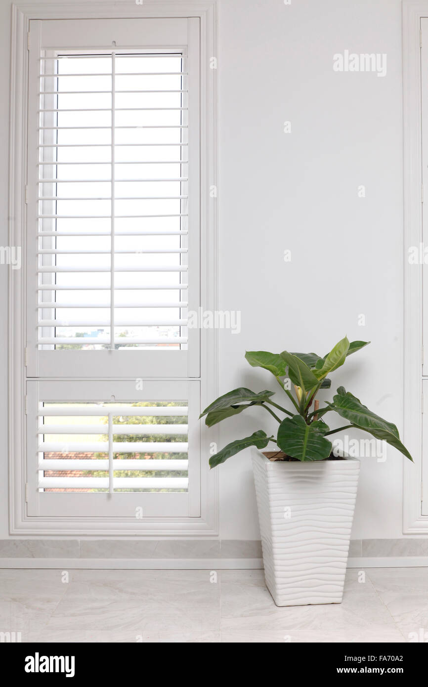 white office wall, window and green tree Stock Photo - Alamy