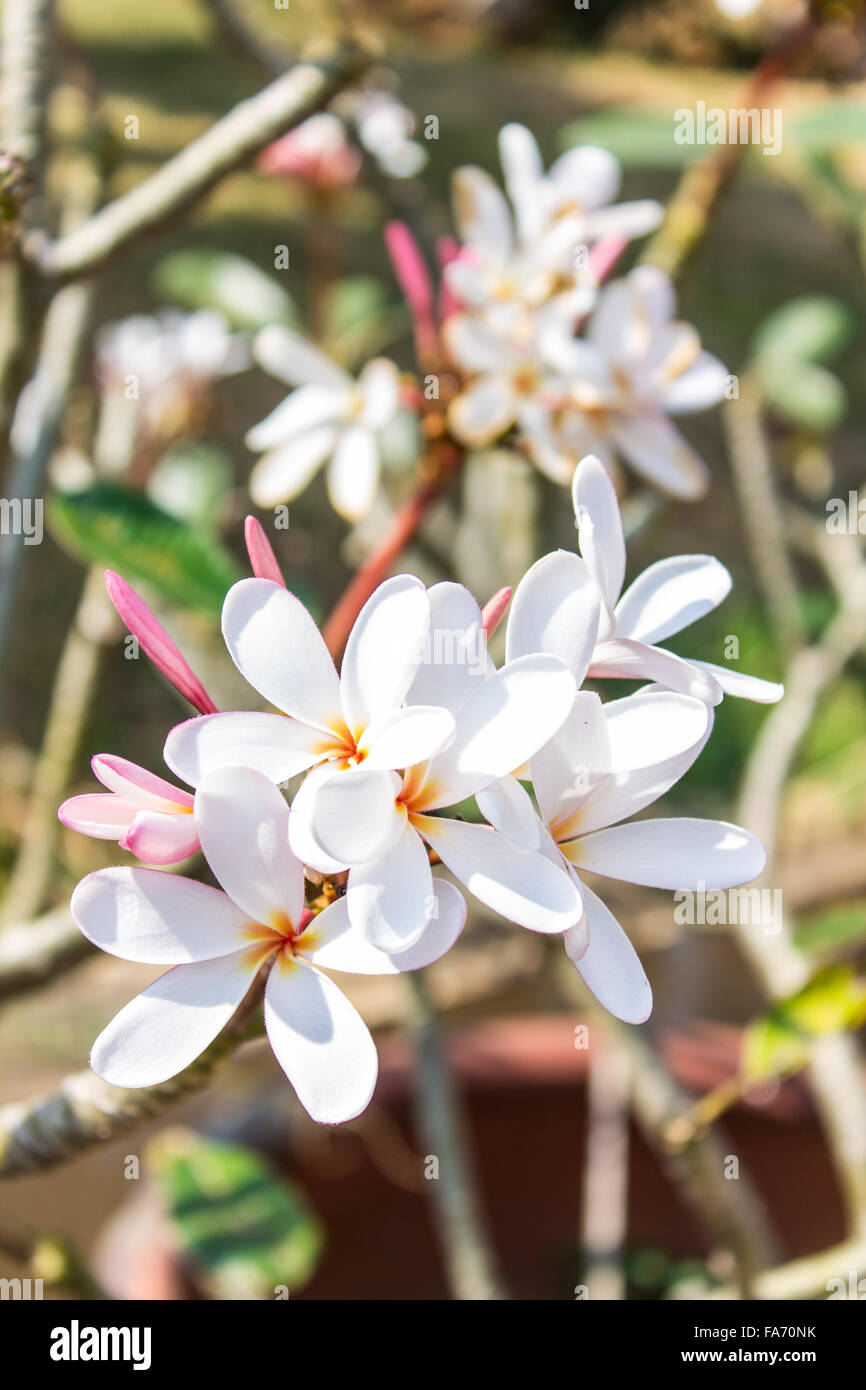 Fiji flower hi-res stock photography and images - Alamy