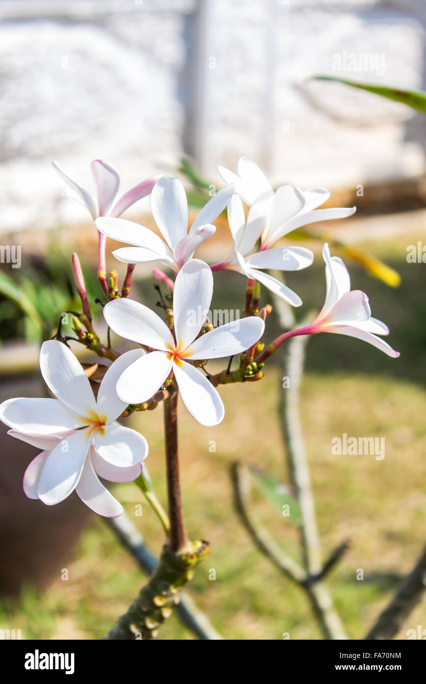 Fiji flower hi-res stock photography and images - Alamy