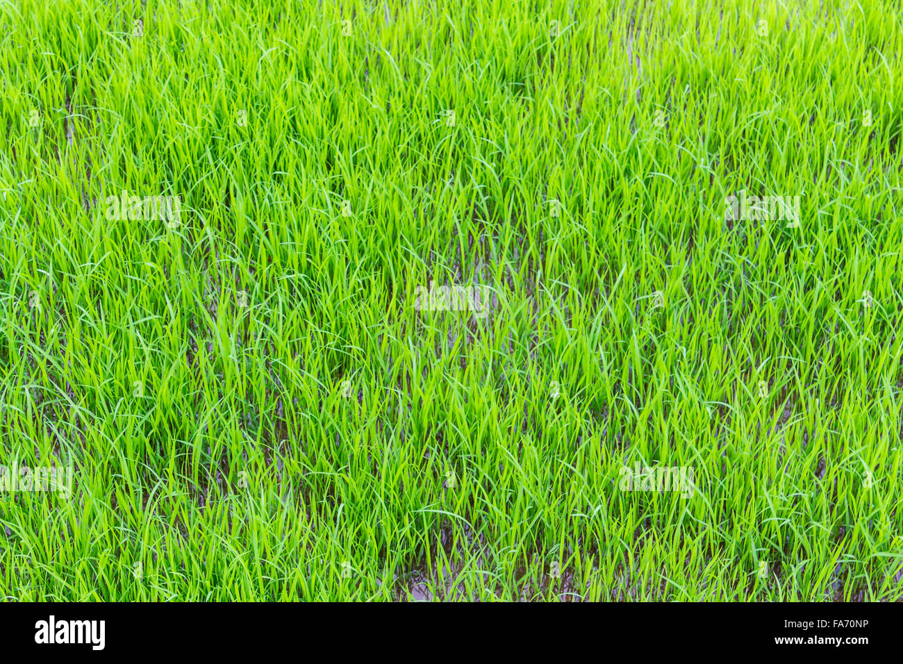 Rice field vertical view hi-res stock photography and images - Alamy