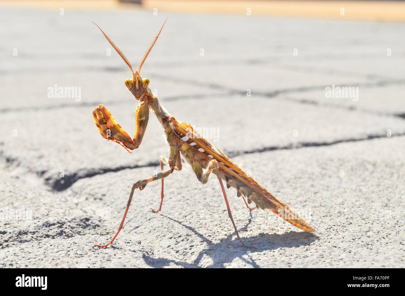 Insect Mantis Religiosa Stock Photo - Alamy
