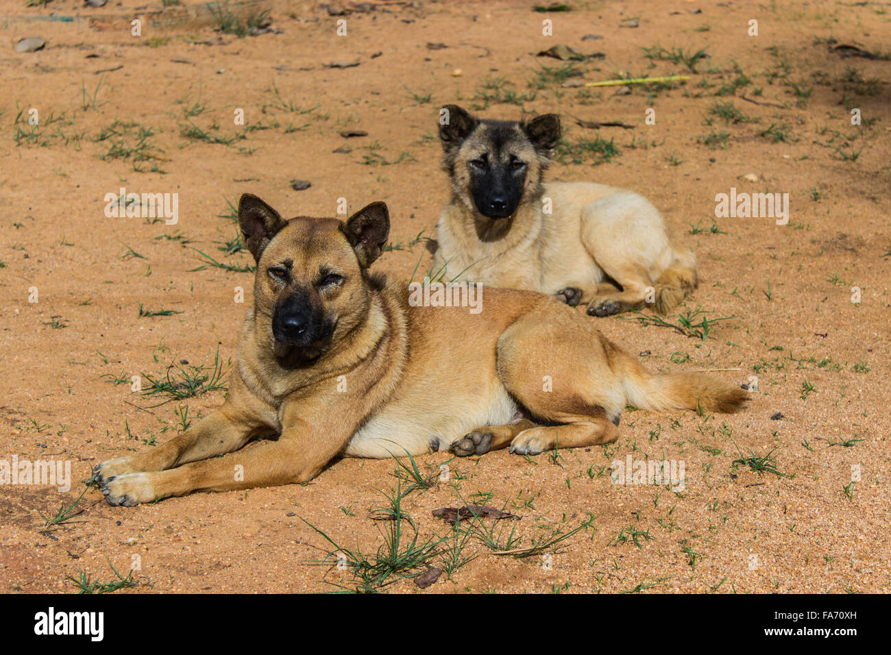 Thai Stray dog Stock Photo - Alamy
