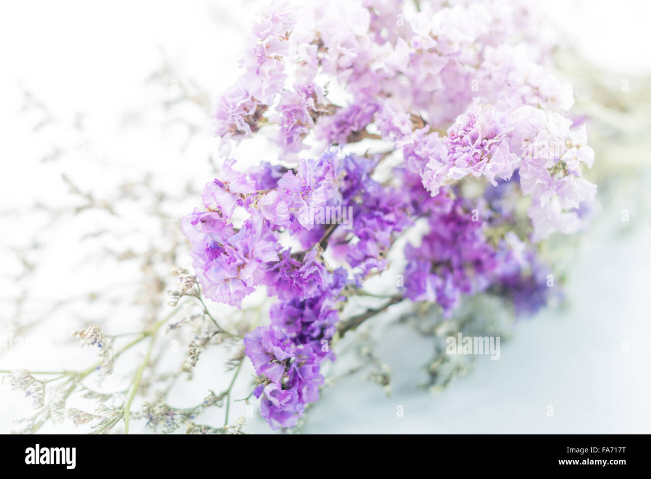 Beautiful statice flower bouquet on white background, stock photo Stock ...