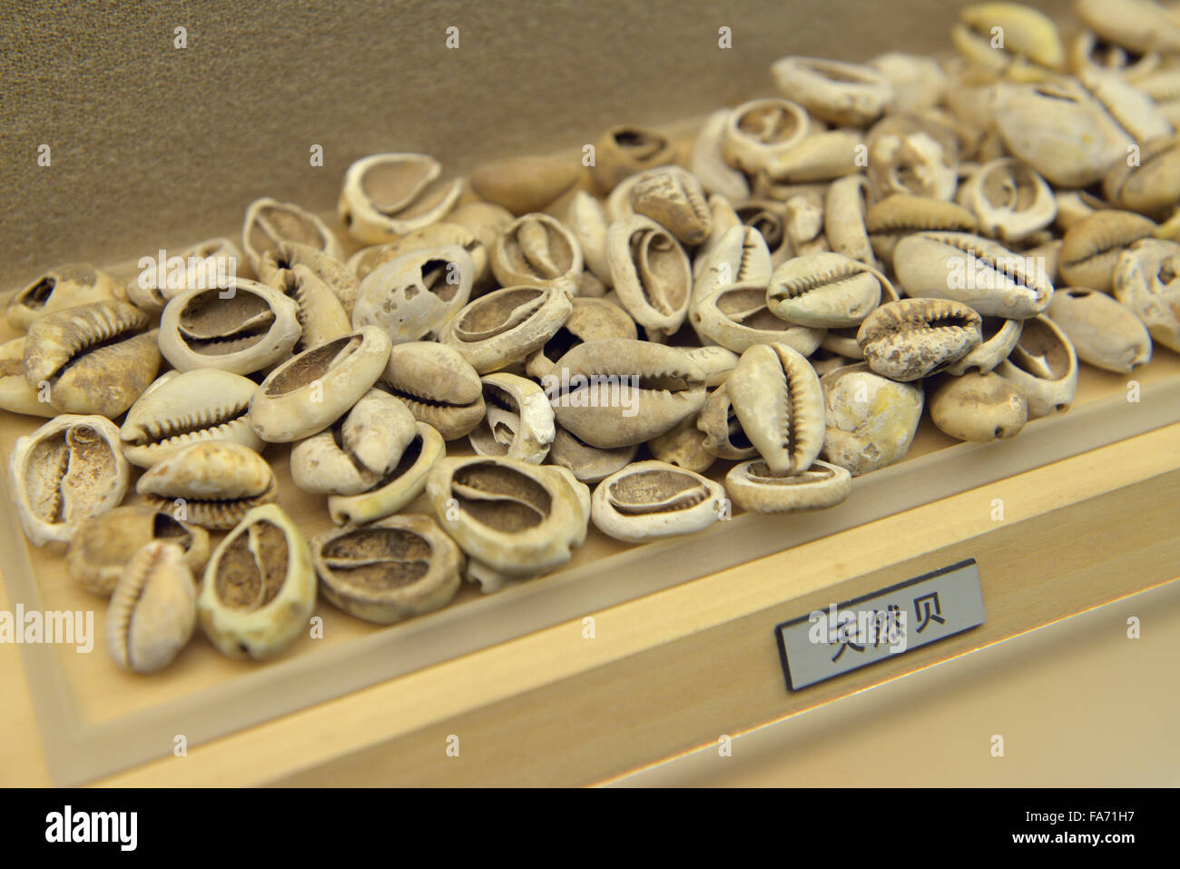 Cowries hi-res stock photography and images - Alamy