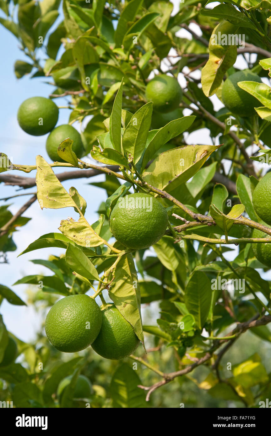 Sorrento lemons italy hi-res stock photography and images - Alamy