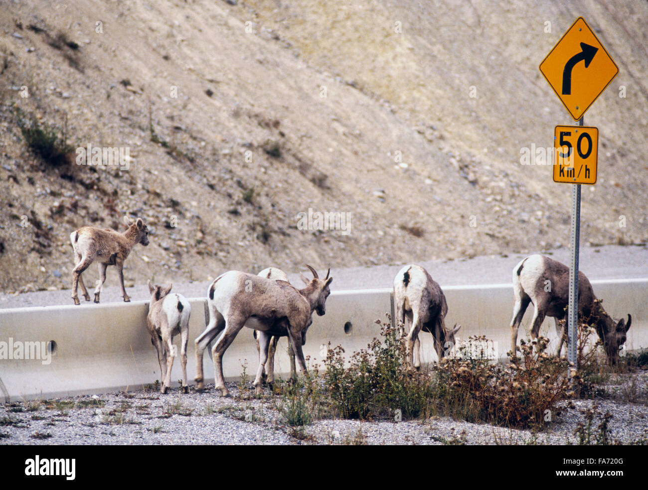 Mountain goats on highway Stock Photo - Alamy