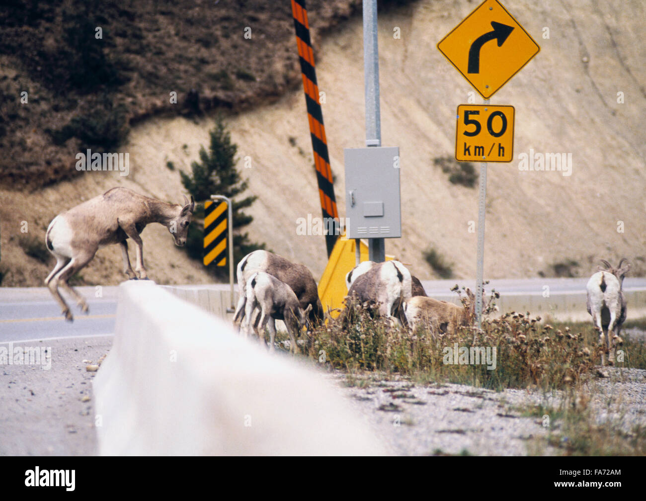 Mountain goats on highway Stock Photo - Alamy