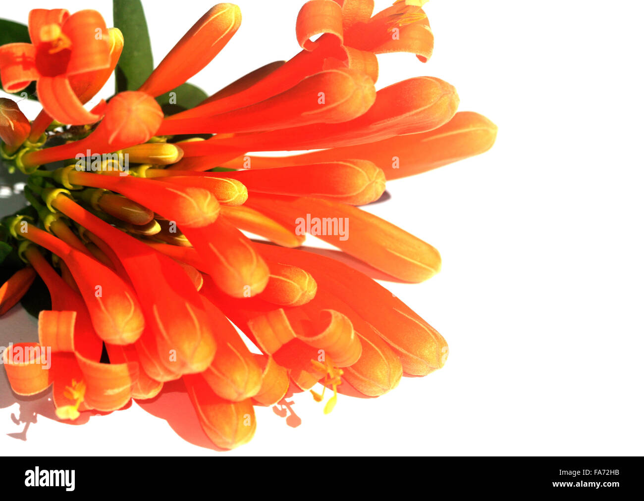 honeysuckle flower on white background Stock Photo - Alamy