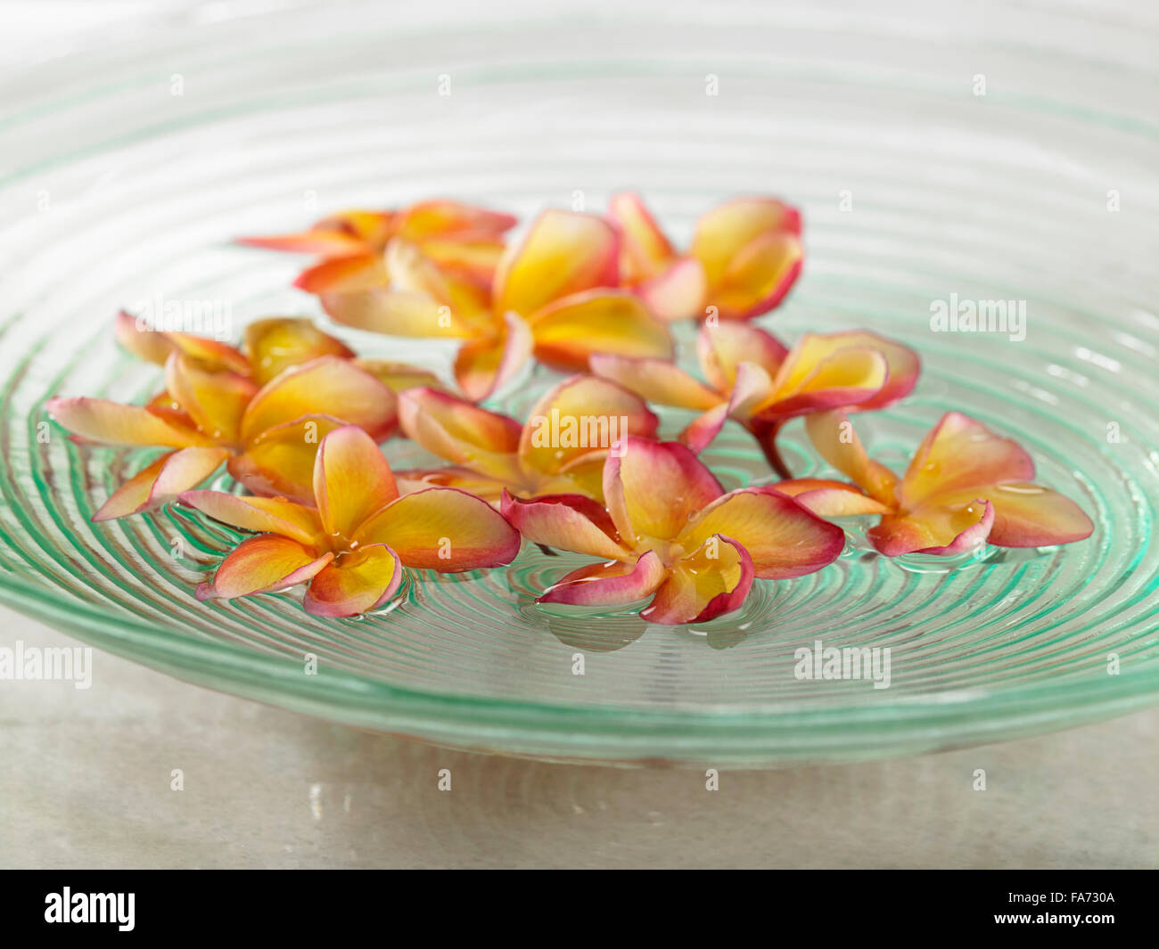 Plumeria flower floating on water Stock Photo - Alamy