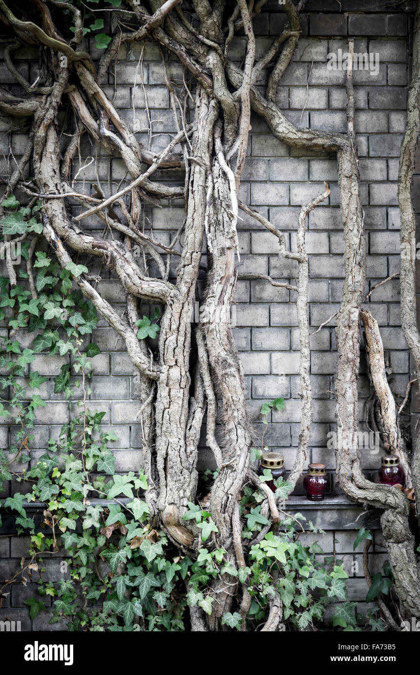 tendrils growing on an old brick wall Stock Photo - Alamy
