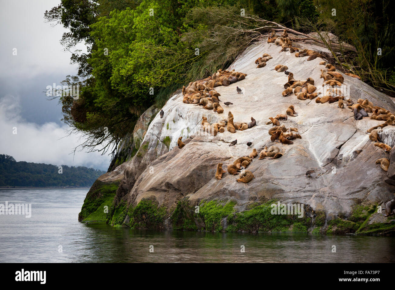 Islet forest mist chile patagonia fjord hi-res stock photography and ...