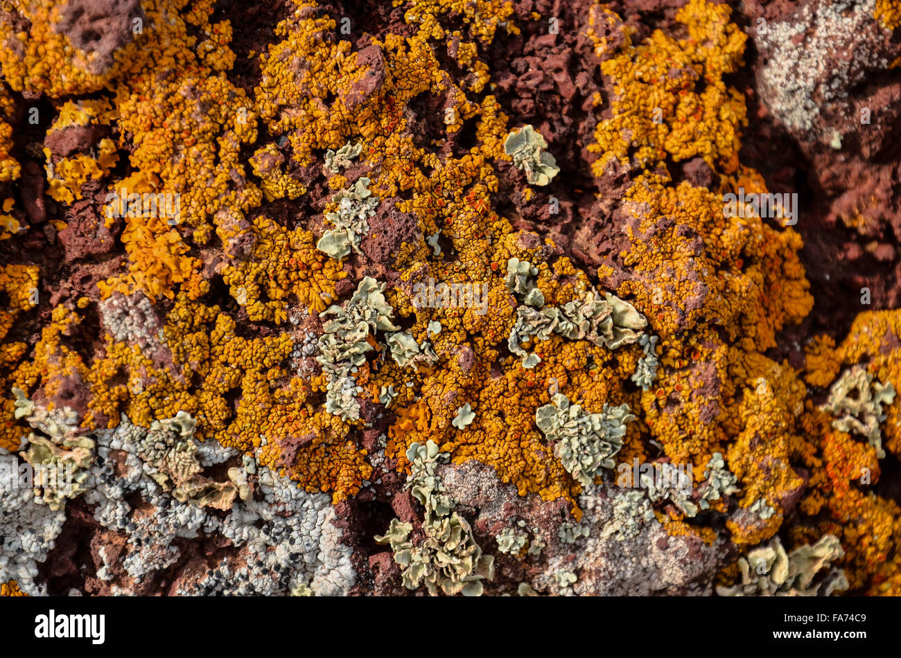 Lichen Texture Pattern Stock Photo - Alamy
