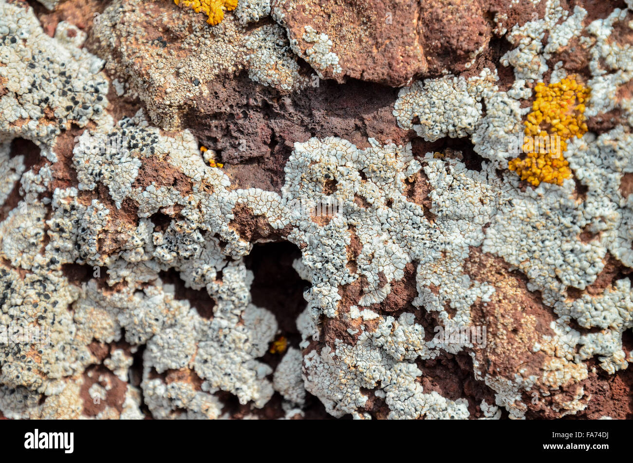 Lichen Texture Pattern Stock Photo - Alamy