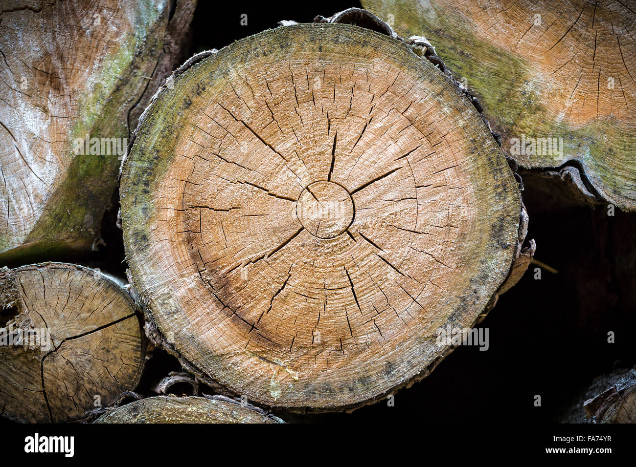 close up of a tree pit Stock Photo - Alamy