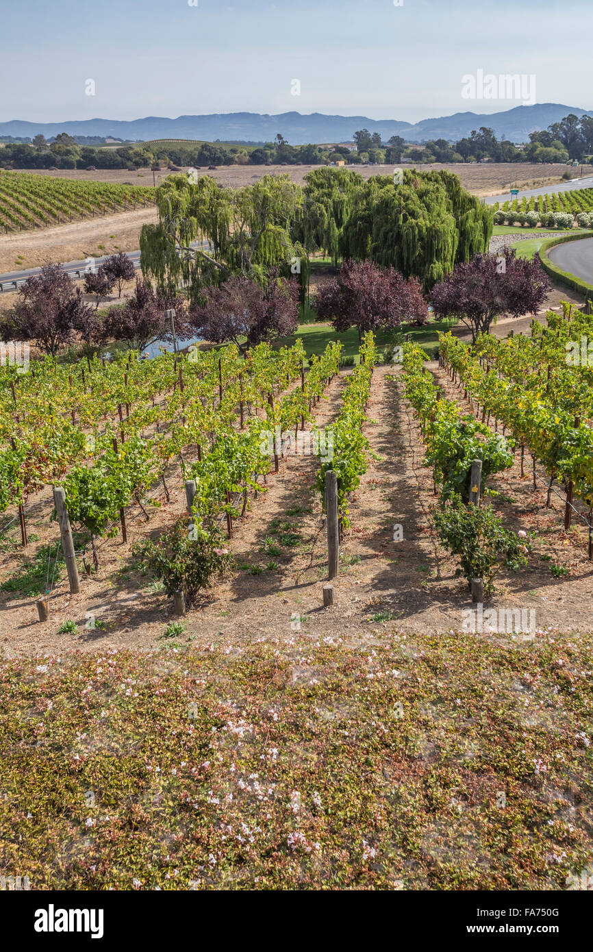 Carneros ava hi-res stock photography and images - Alamy