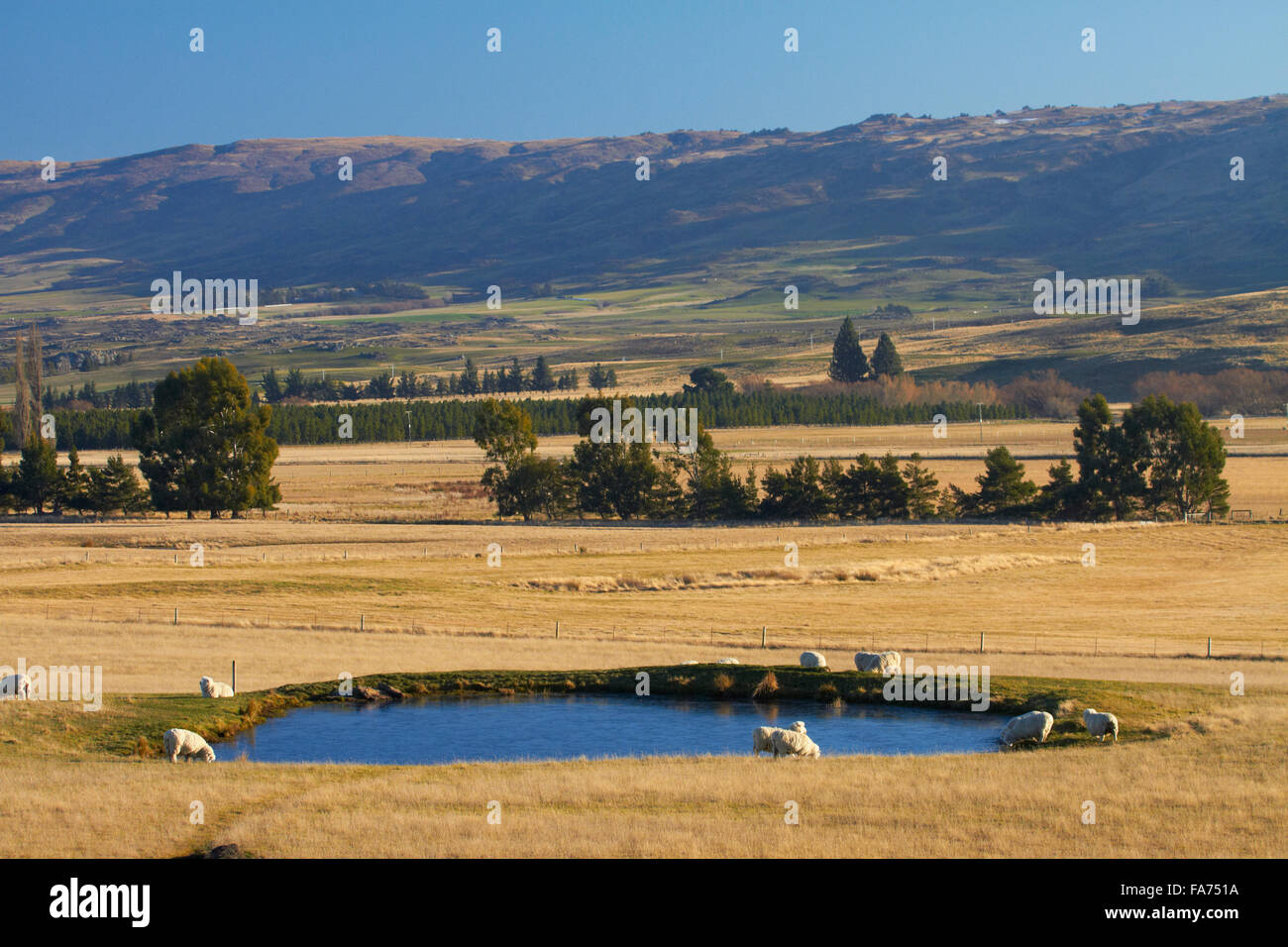 Sheep and irrigation pond, Maniototo, Central Otago, South Island, New ...