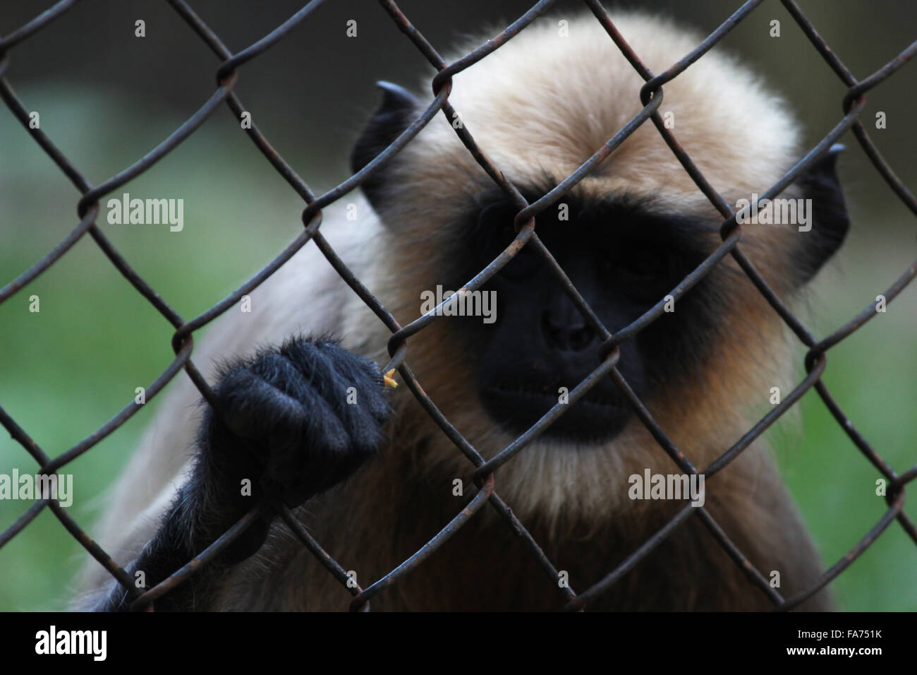 freedom! a myth! Stock Photo - Alamy