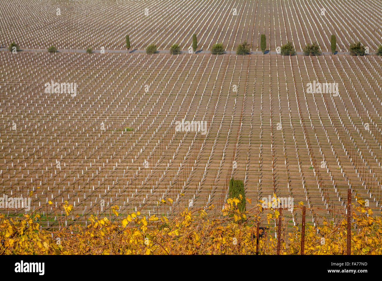 New crop of wine grapes at the Viansa Vineyard and Winery, Sonoma ...
