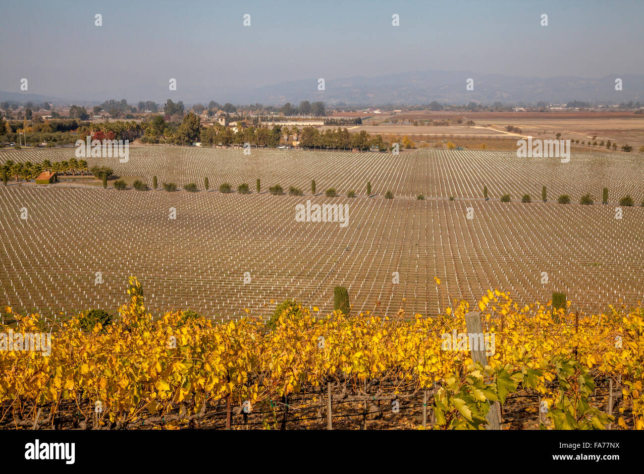 New crop of wine grapes at the Viansa Vineyard and Winery, Sonoma ...